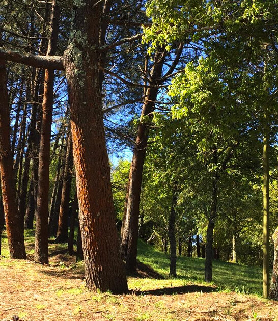 amazing prettiest park california ftr