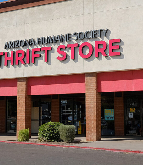 arizona massive thrift spot ftr
