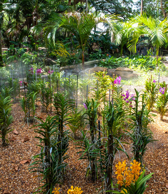 botanical garden florida breathtaking ftr