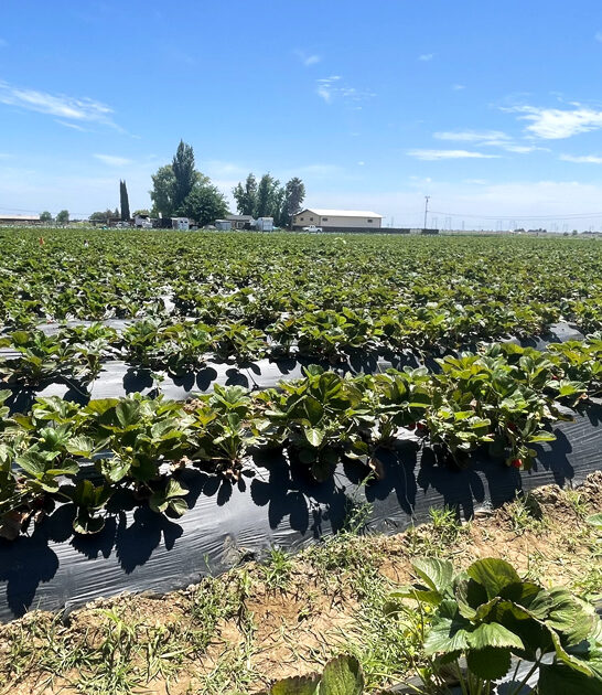 california farm sweetest strawberries ftr