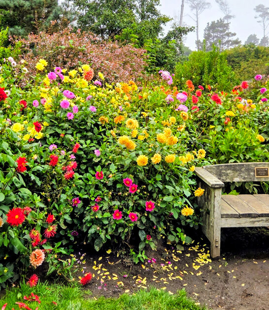 california magical nature botanical ftr