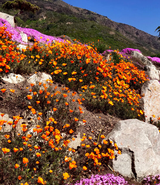 california relaxing state park ftr