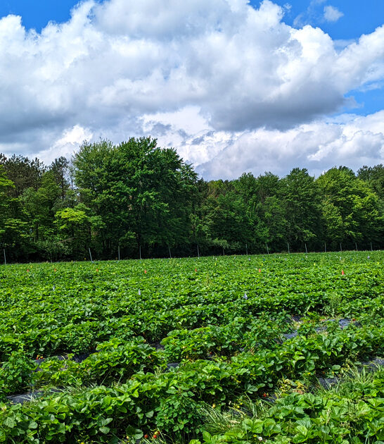charming orchard decent ohio ftr