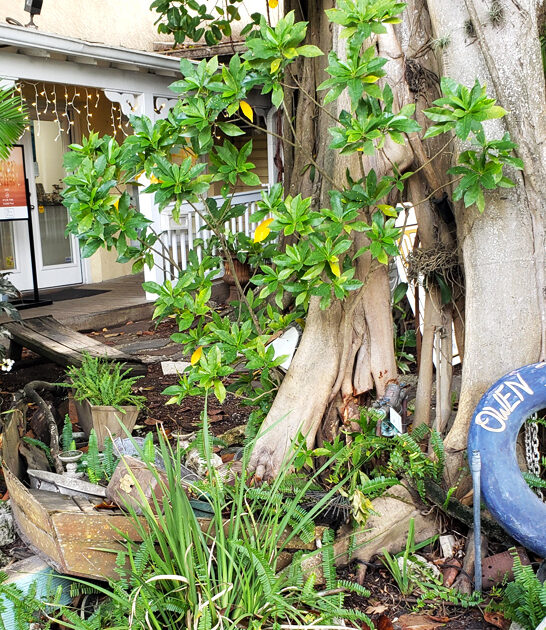 charming seafood joint florida ftr