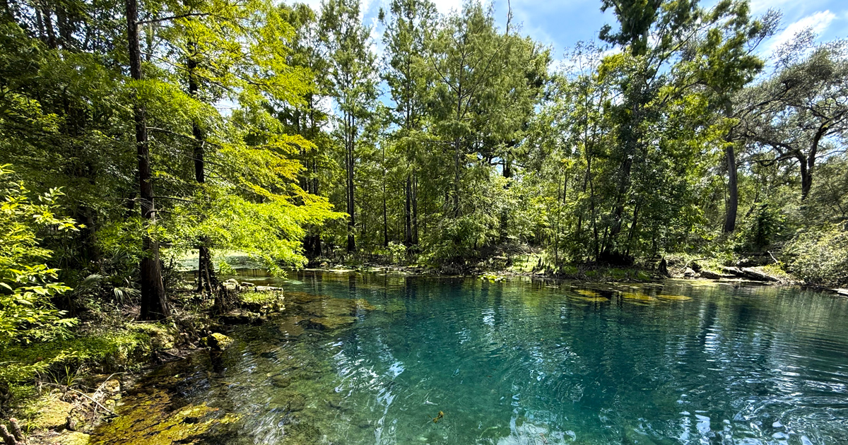 10 Crystal-Clear Springs In Florida That’ll Make You Feel Like You’re ...