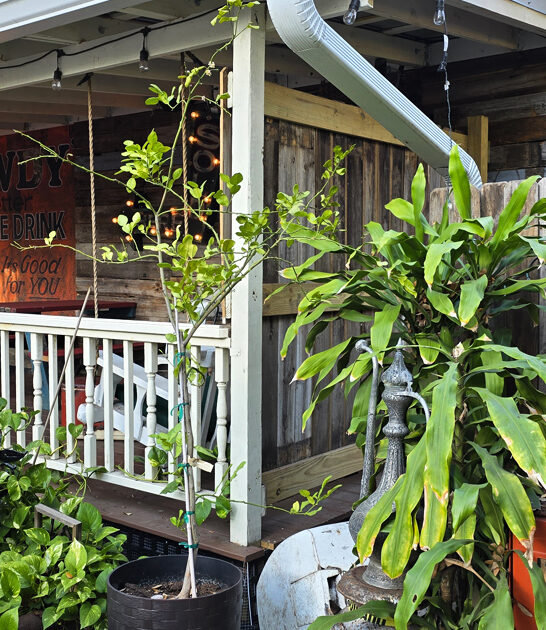 delectable jambalaya florida joint ftr