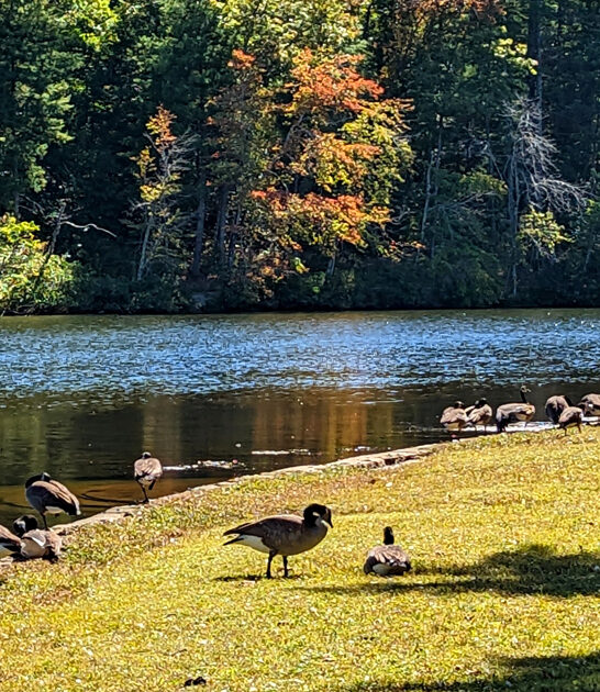 discover tennessee natural beauty ftr