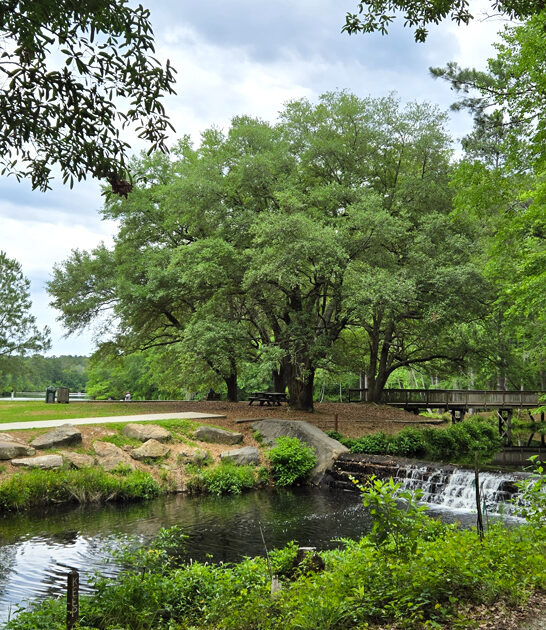 dream south carolina nature ftr