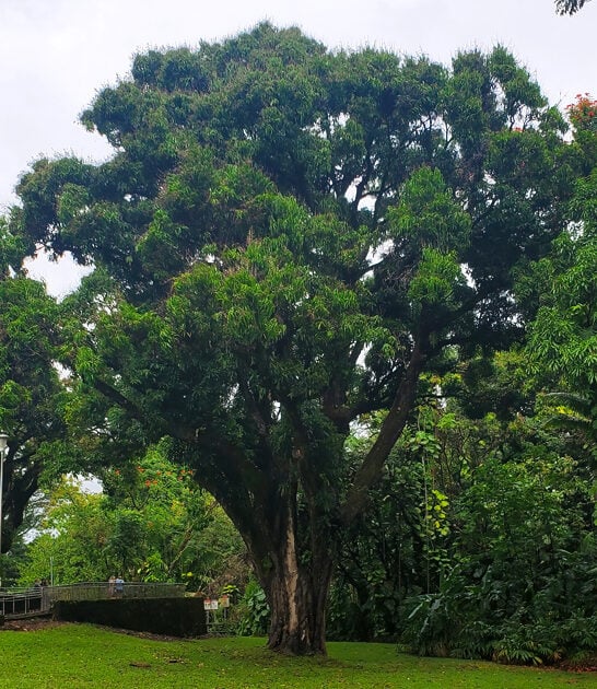dreamy fancy park hawaii ftr