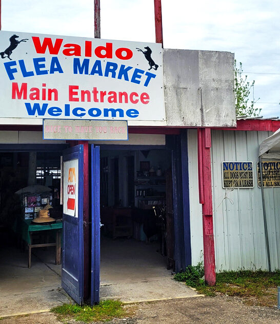 enormous flea florida dream ftr