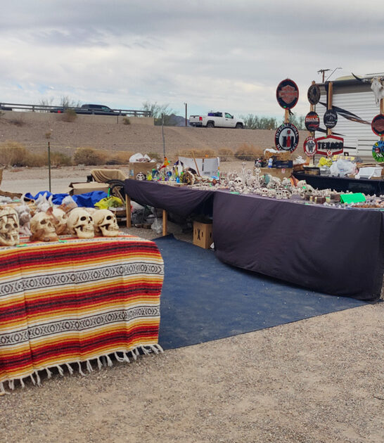 enormous-flea-generous-arizona ftr
