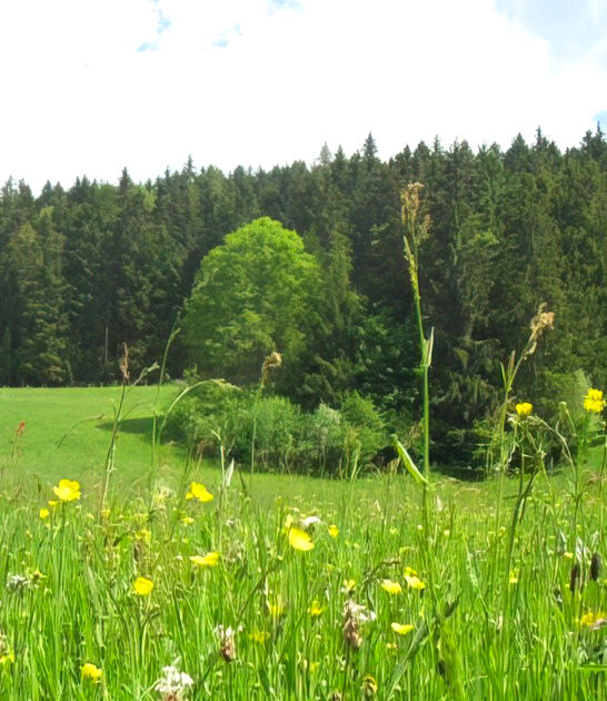 fantastic pretty park california ftr