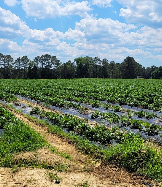 farm south carolina strawberry ftr