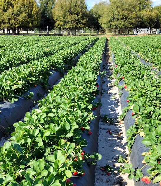 farm strawberry florida charming ftr