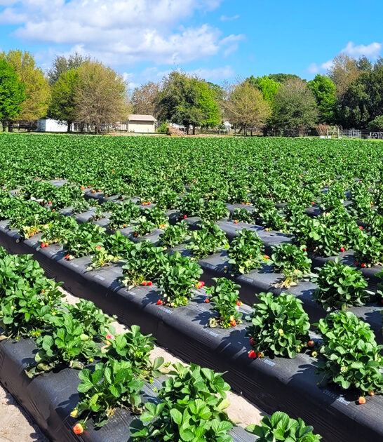 farm strawberry florida stunning ftr