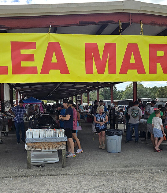 flea mississippi enormous market ftr
