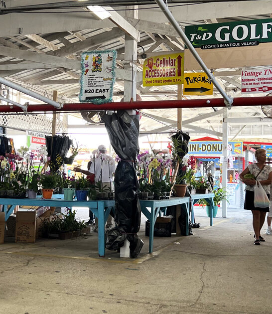 florida bazaar massive ftr