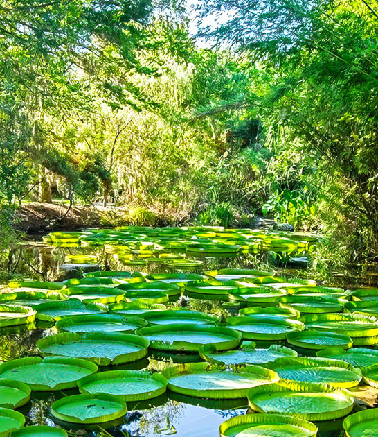 florida gorgeous garden escape ftr