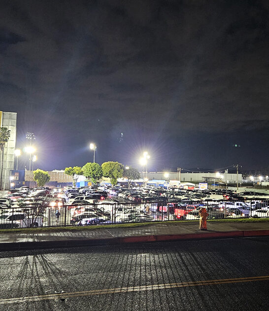 gigantic california flea haven ftr