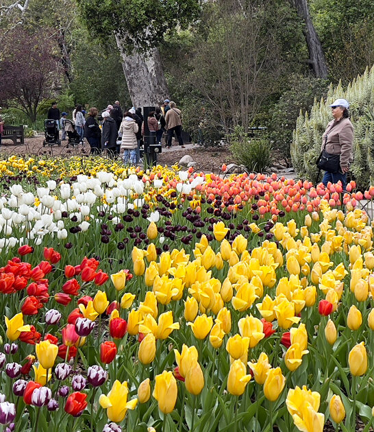homiest botanical garden california ftr