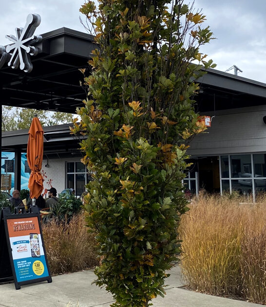 humble tennessee favorite restaurants ftr