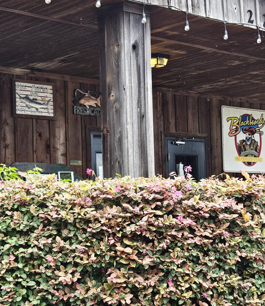 joint georgia best catfish ftr