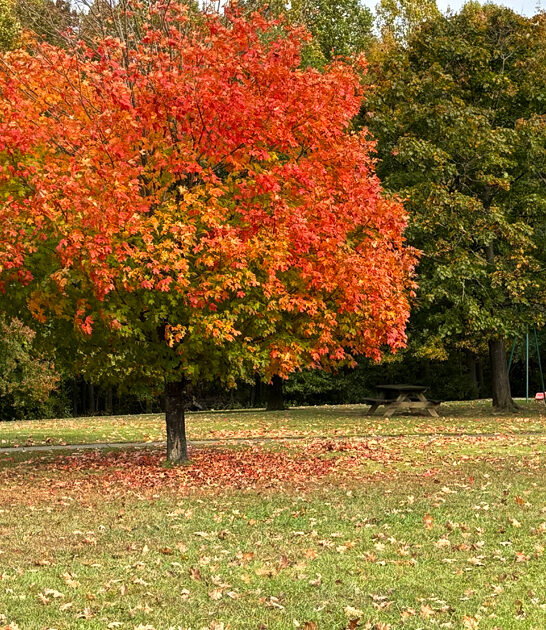 lowkey parks stunning delaware ftr