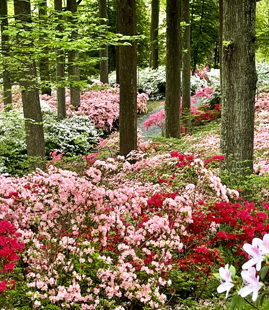 magical garden maryland painting ftr