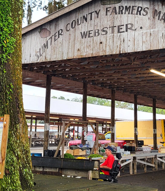market florida flea gigantic ftr