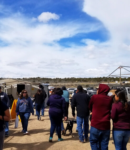 massive new mexico flea ftr