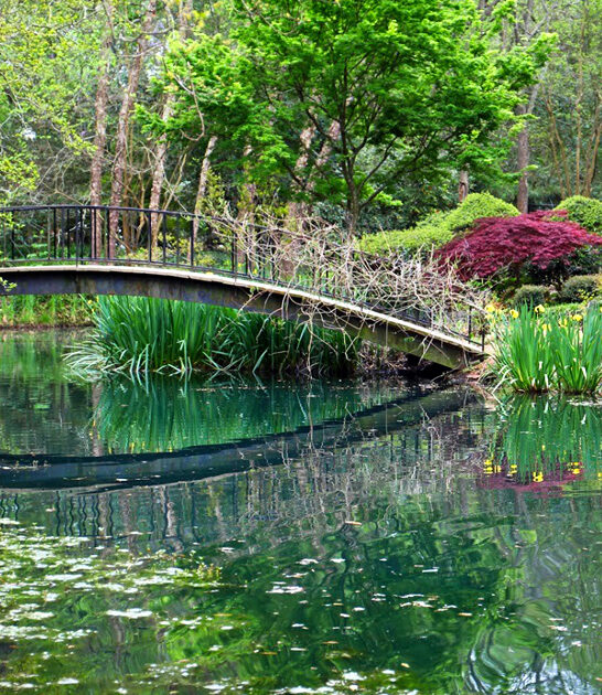 mississippi surreal garden ftr