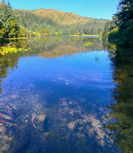 nature alaska postcard park ftr