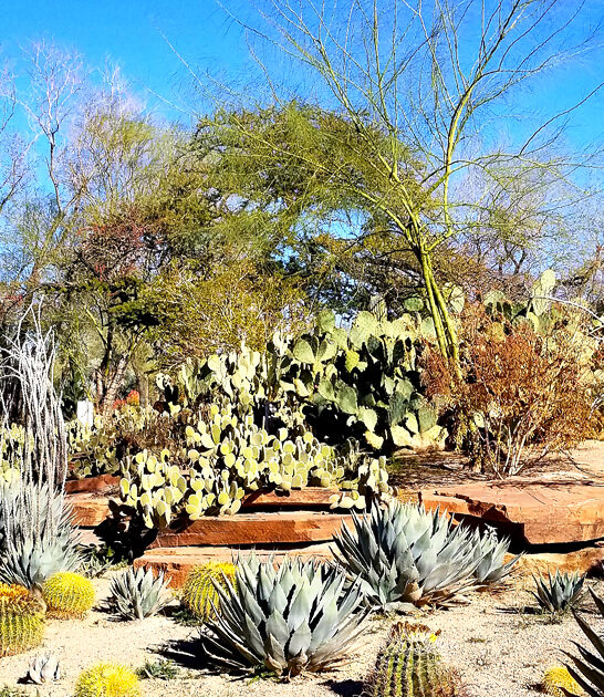 nevada botanical garden magical ftr