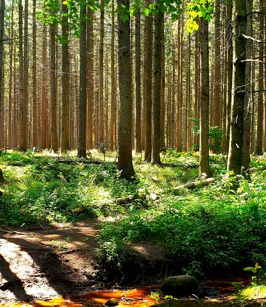 new york fascinating park ftr