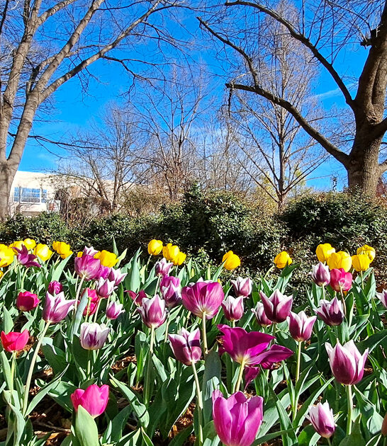 oklahoma botanical garden site ftr