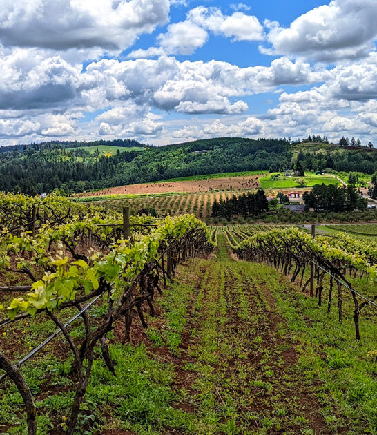 oregon local favorite winery ftr
