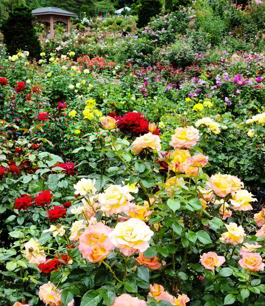 oregon rose garden visit ftr
