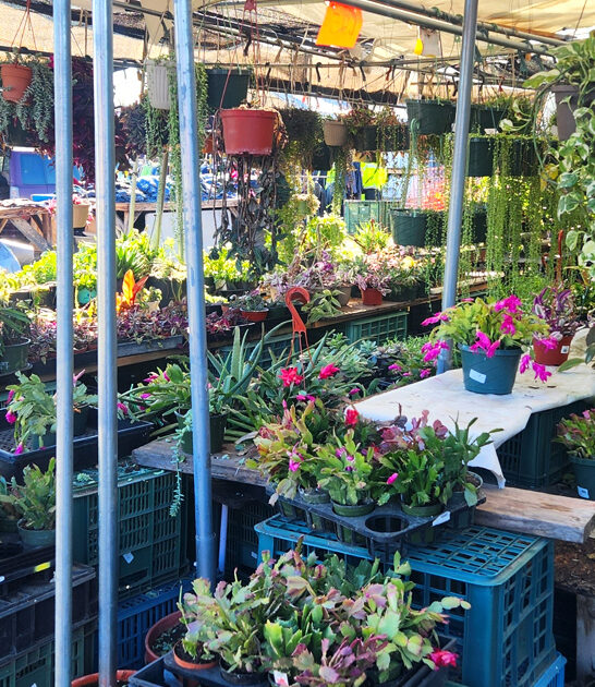 outrageous flea spot california ftr