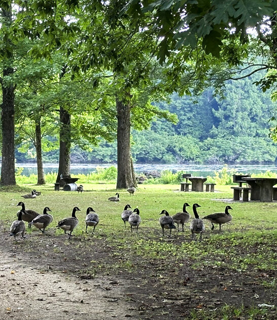 park mississippi picturesque dream ftr