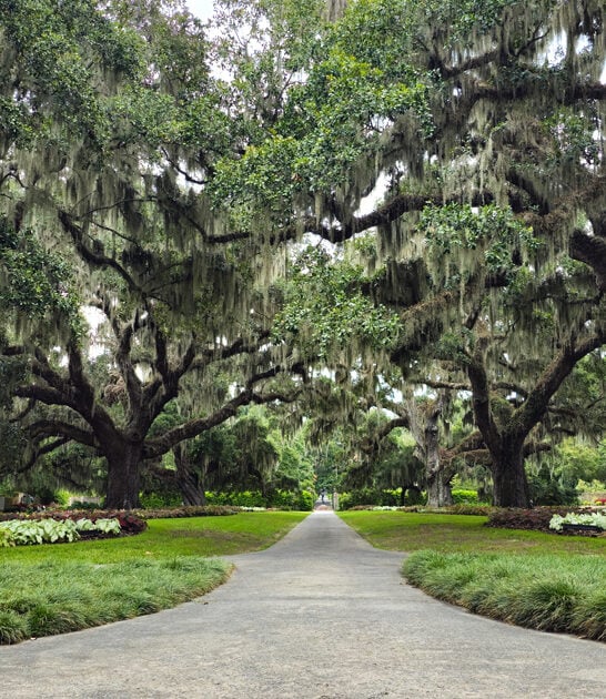 postcard botanical south carolina ftr