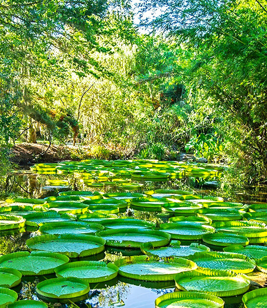 postcard worthy garden florida ftr