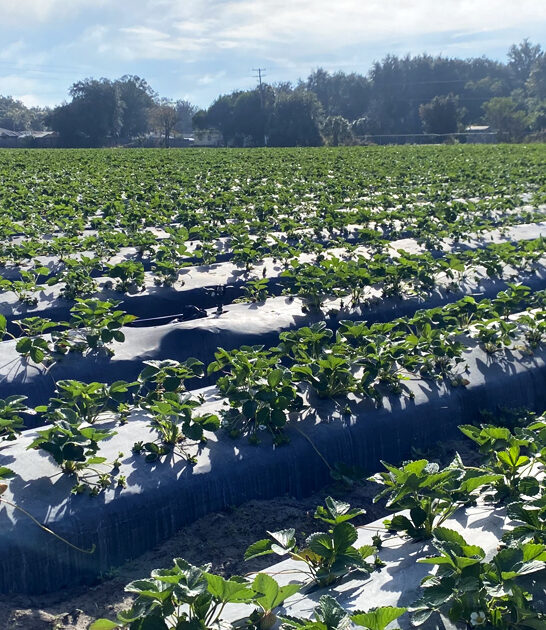 scenic farm fantastic florida ftr