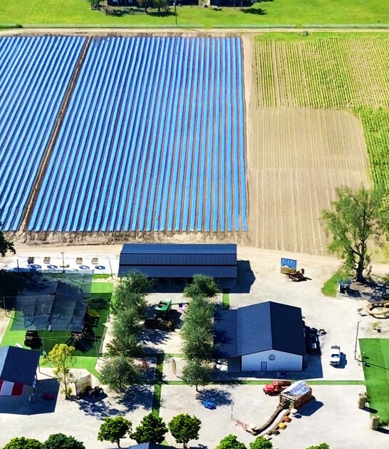 scenic orchard florida strawberries ftr