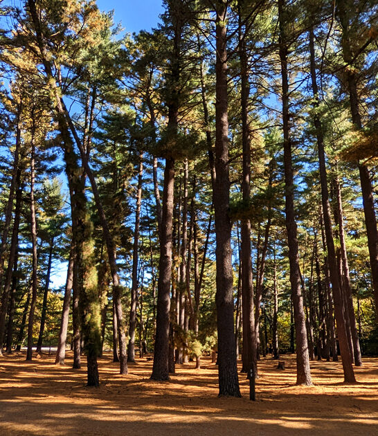 scenic park illinois retreat ftr