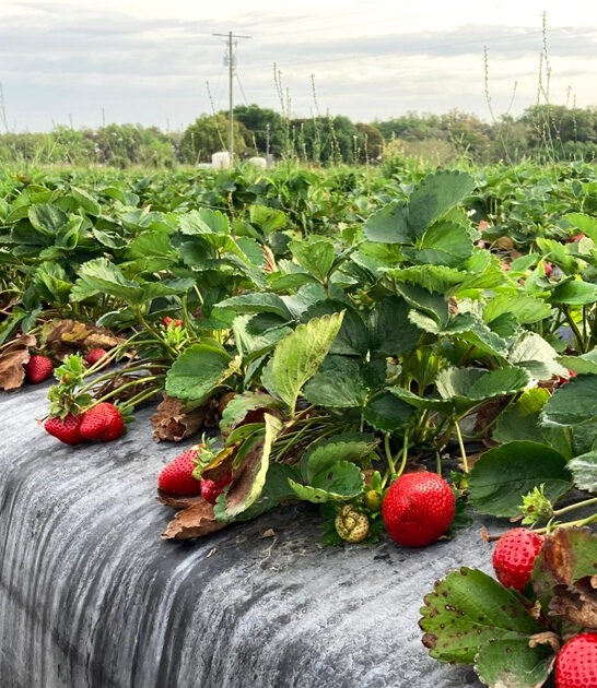 strawberry fantastic farm florida ftr