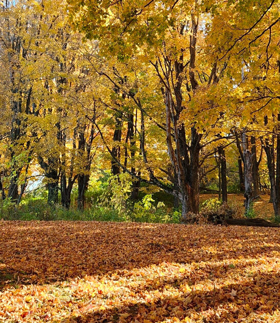 stressfree stunning nature ohio ftr