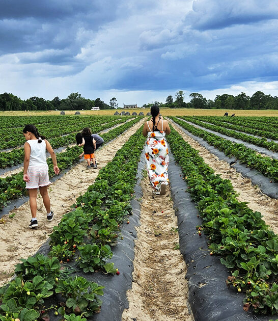 sweetest strawberries south carolina ftr