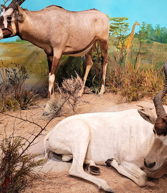 underrated museum south carolina ftr