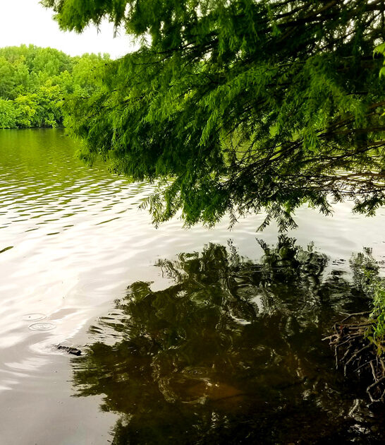 underrated parks tennessee dream ftr