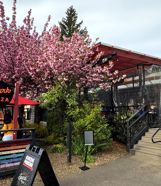 underrated pizzerias washington good ftr